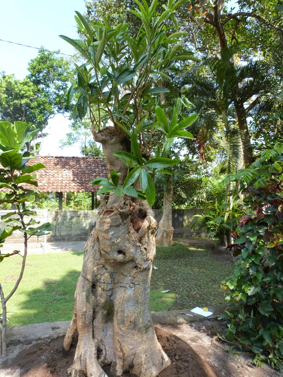 Pulai atau Pelai' Untuk Wanita Nifas ~ Momento Dulce