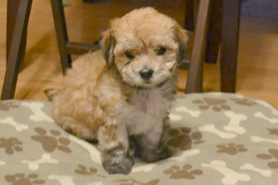 Falling Into Me: FSF: Fur-Bearing Issues