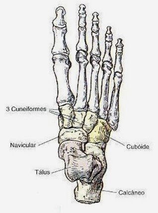 Ossos do tarso; Ossos do Tornozelo; Osso Cuboide; Ossos Cuneiformes ...