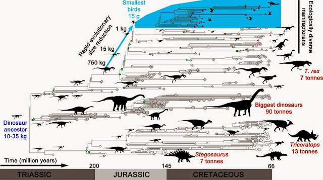 Dinosaurs Survived By Shrinking dinosaurs-survived-by-shrinking