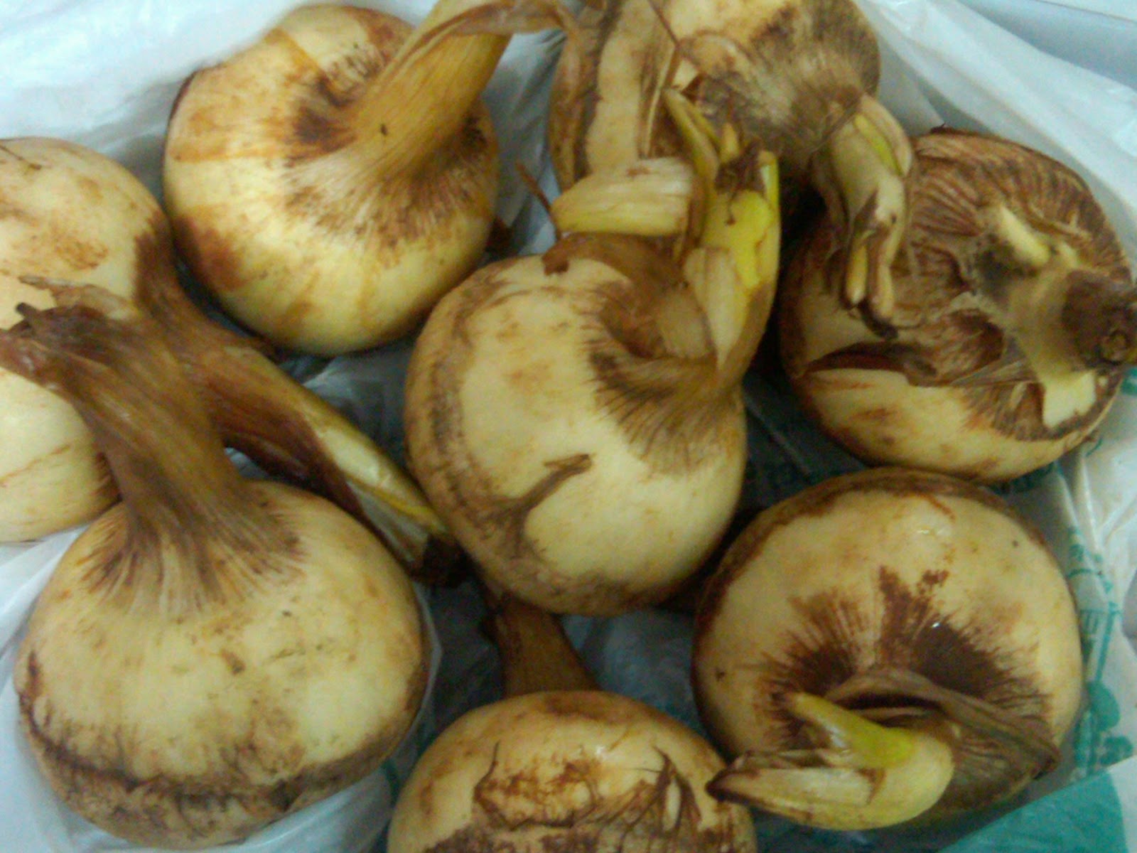 Falsya's Soul ::: :: Cedapnye Buah Ngaku