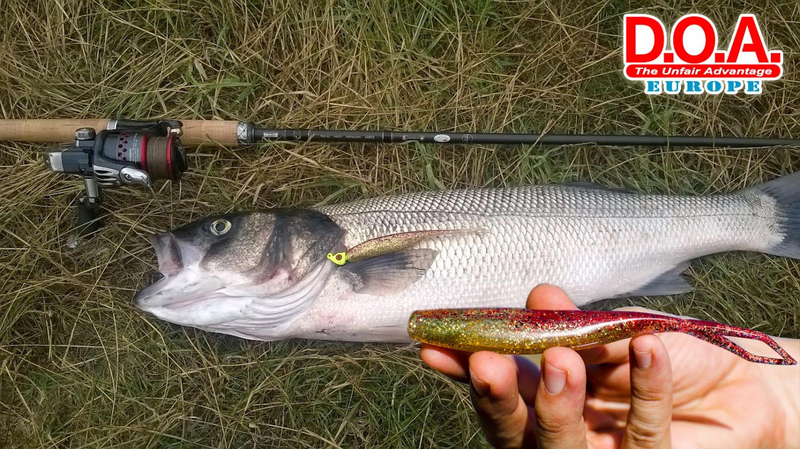 Pesca deportiva en las Rias Gallegas: 7 dias EPICOS, DOA Lures & Roshi ...