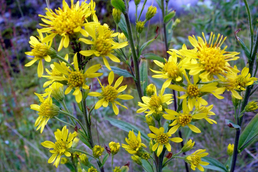 Seminte si plante de gradina hobby: Splinuta-Solidago Virgaurea