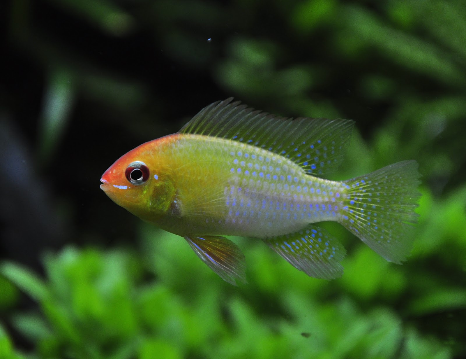 Aquarium - feel the nature at home: Microgeophagus ramirezi var. gold