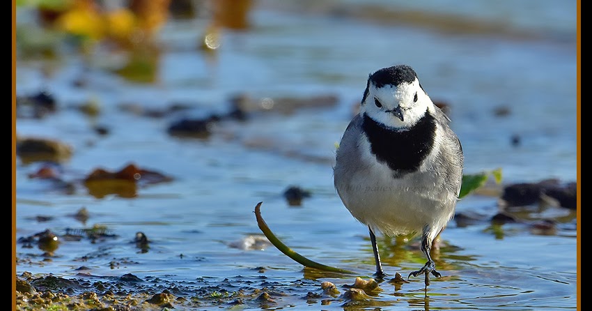 WILDLIFE GATEWAY: Dans le Magnoac