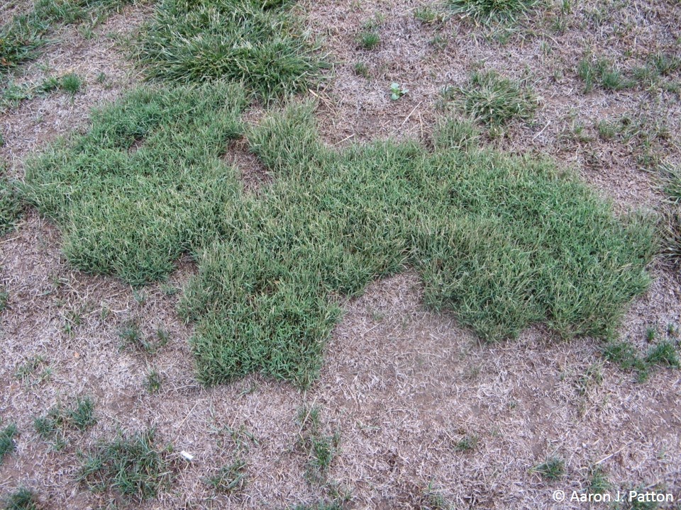 Purdue Turf Tips: Weed of the month for September 2013 is Nimblewill