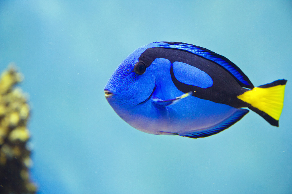 Top 5 Incredible Beautiful Fishes in the World