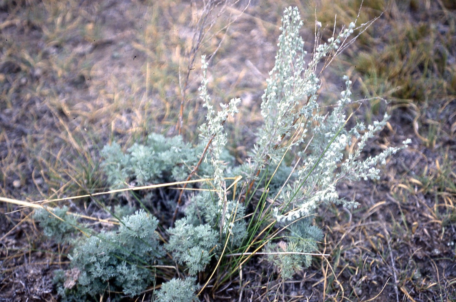 A Wandering Botanist: Plant Confusions: Garden Sage and Sagebrush are ...