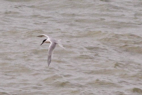 JFC's Birding: 4th May, 2015 Beachy Head and West Rise Marsh Sunny ...