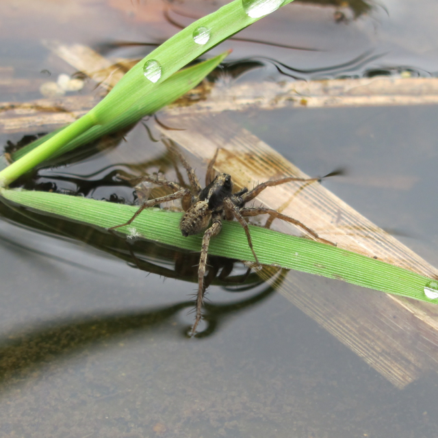 BugBlog: Wolf spiders walking on water