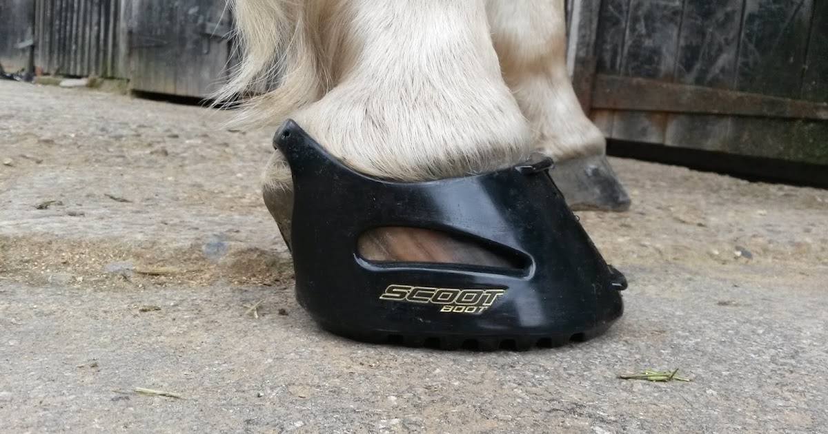 Haflingers tail: Scoot boots fit trial