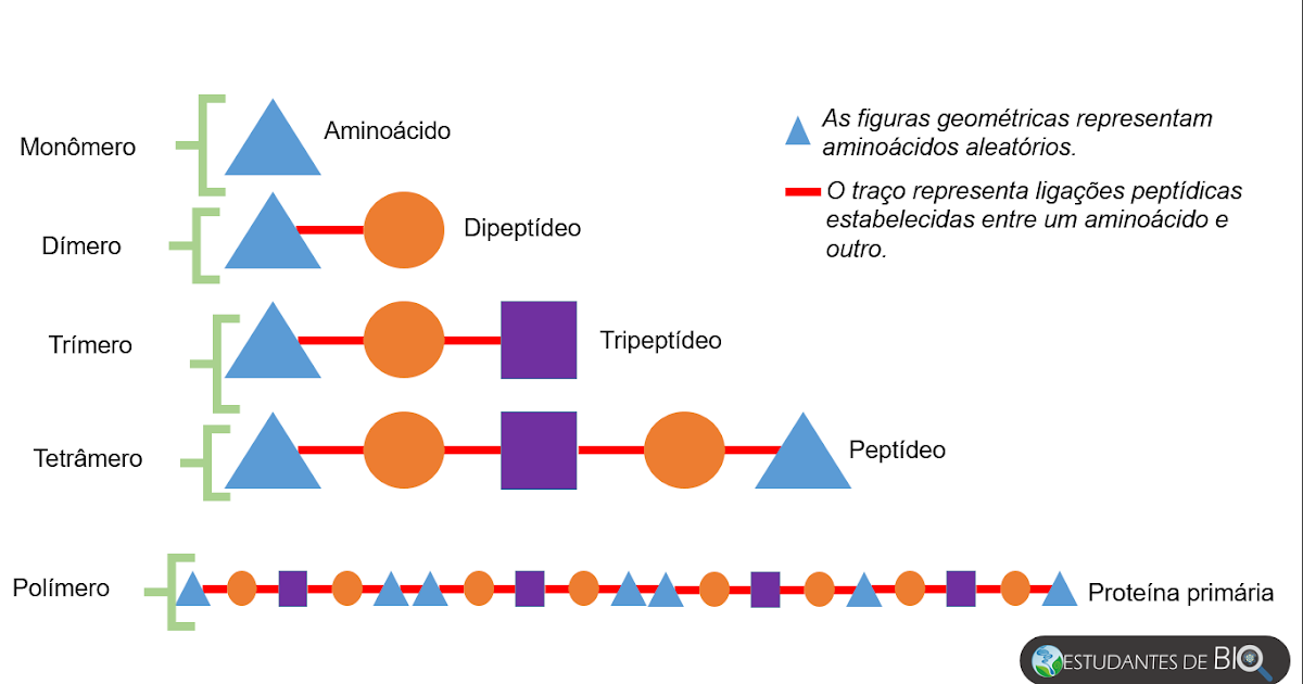 Resumo básico: Proteínas - Estudantes de Bio - UFAC