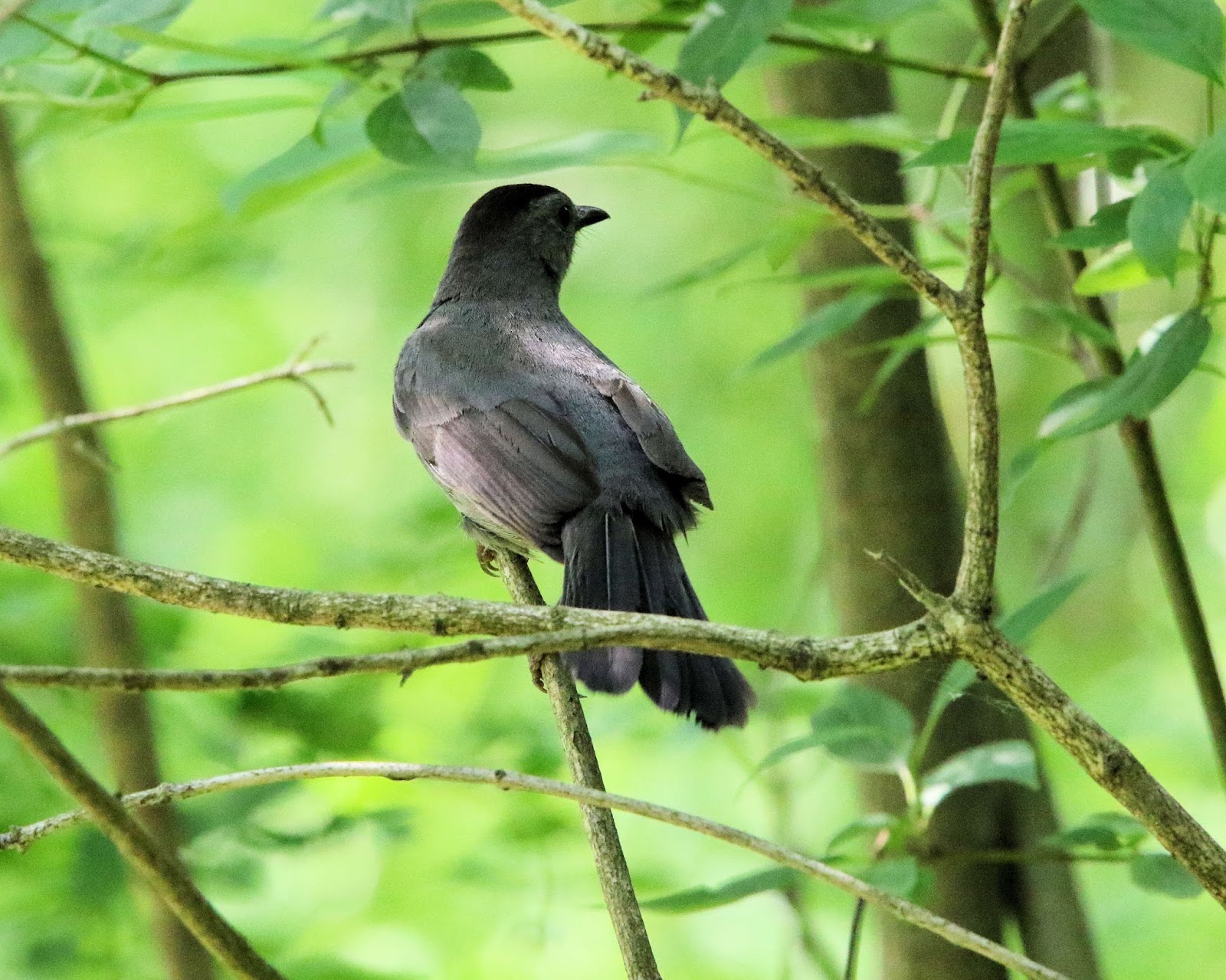 Birds from Behind : Hunting the Wiley Wild Otter...will it never end?