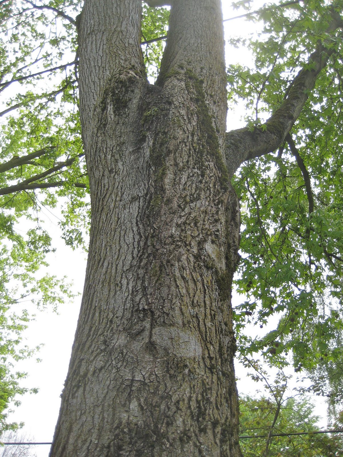 Living on a Finite Planet: Tree Problem 8: Sweet Gum with double leader
