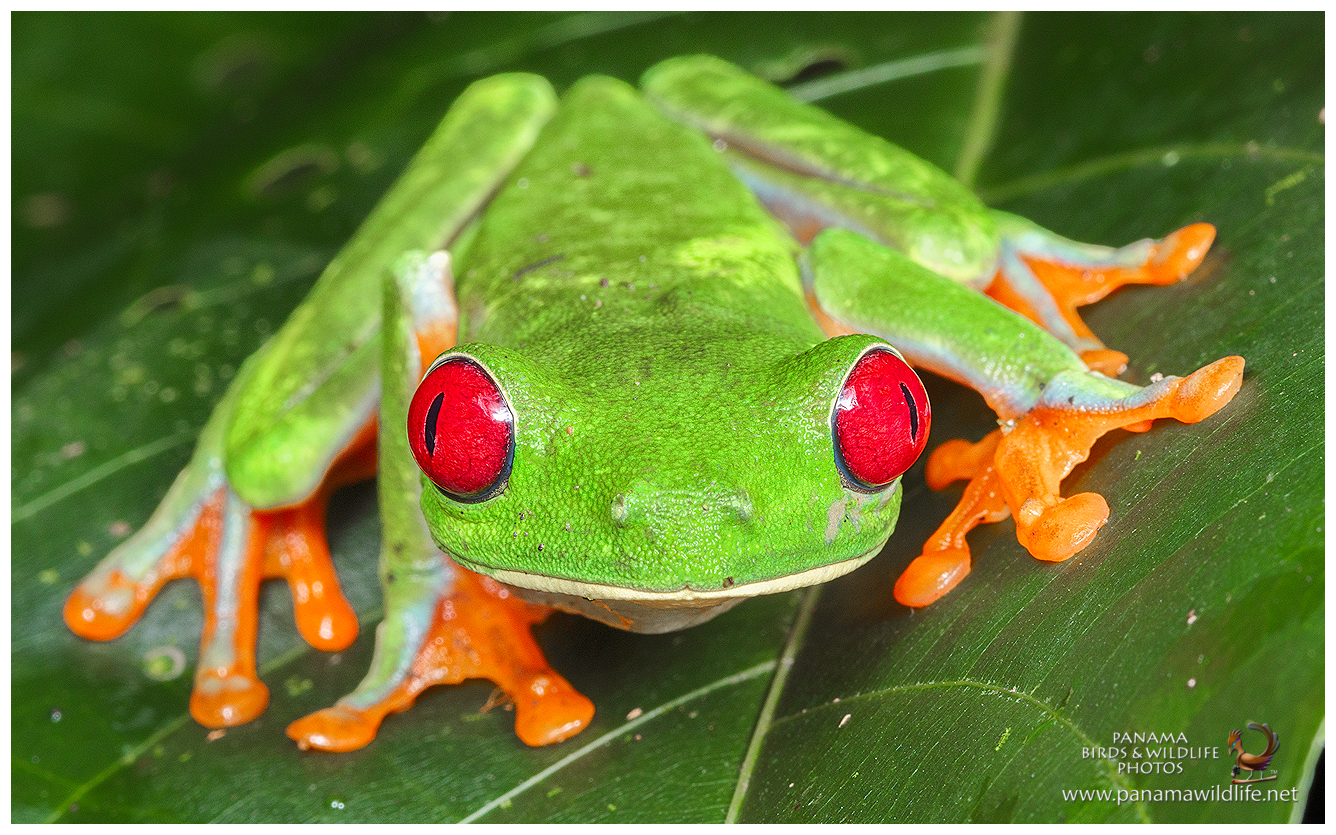 Featured species: Red-eyed Tree Frog (Agalychnis callidryas)