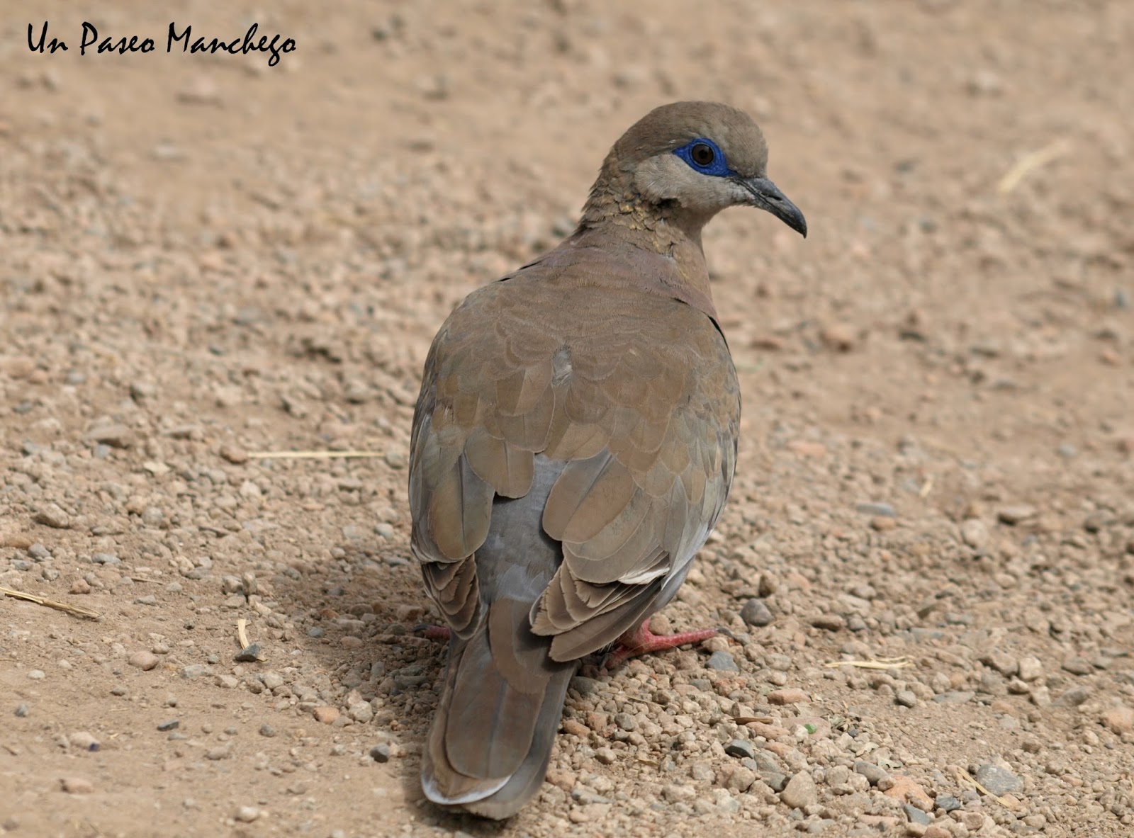Un Paseo Manchego: Tórtola cuculí; Zenaida meloda.