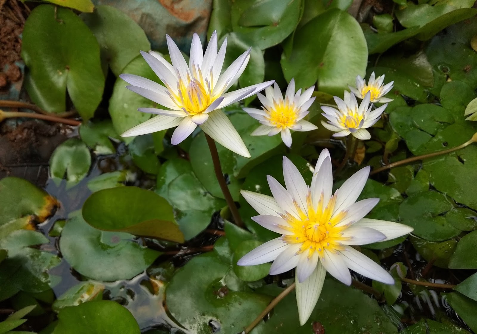 Joys Flower Book: Ambal Poovu, Ambal Flower