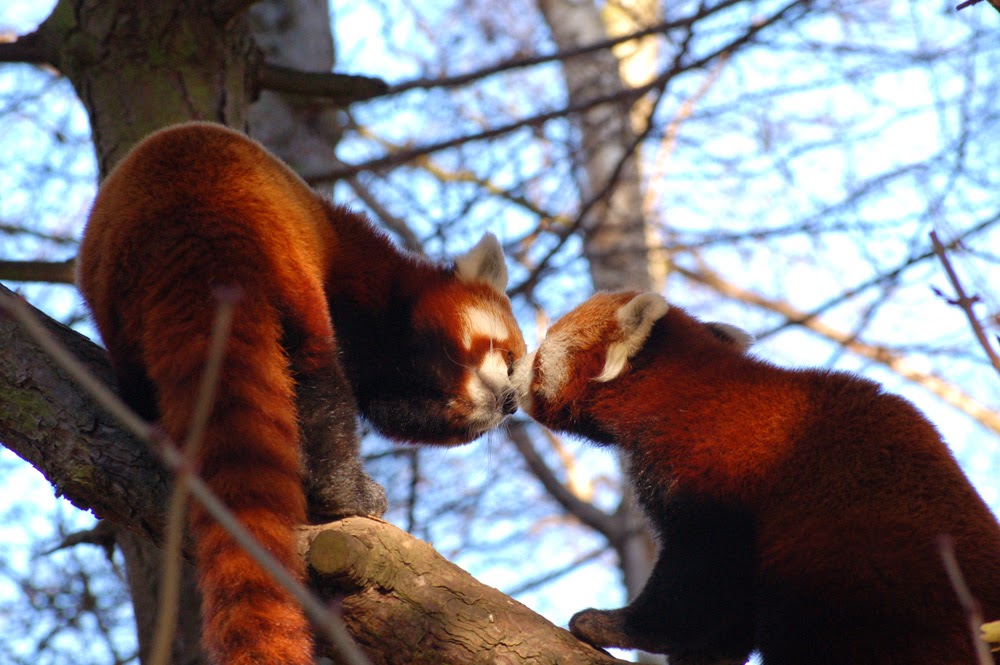 40 Adorable red panda pictures (40 pics) | Amazing Creatures