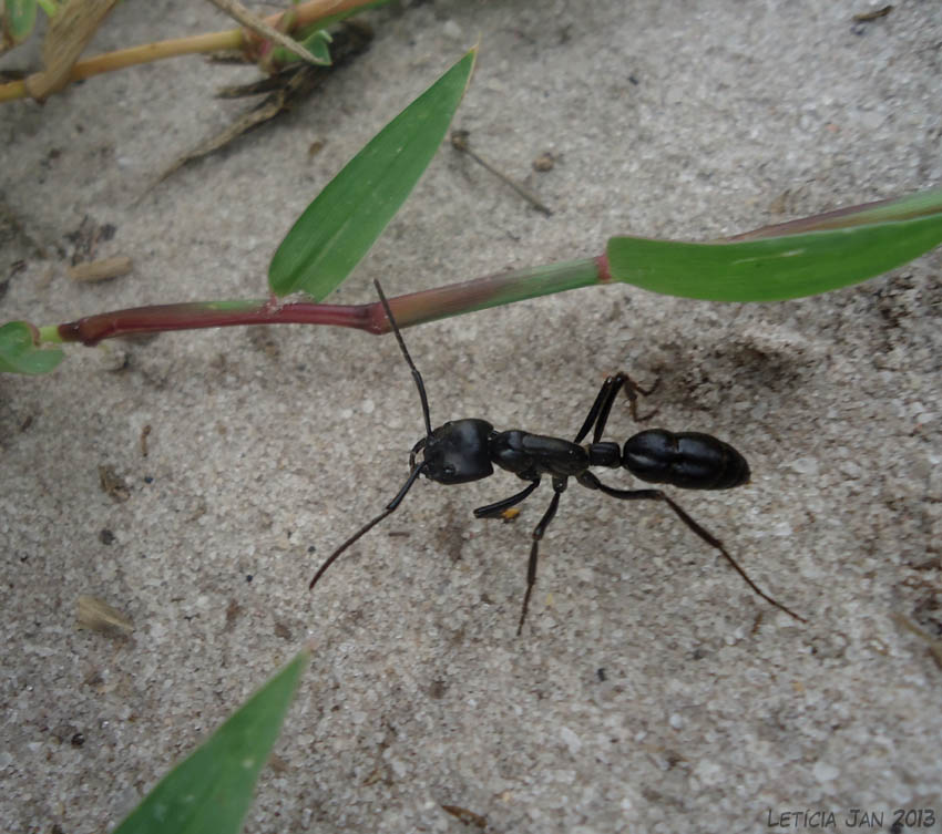 Reino Animalia: Dinoponera gigantea (Formiga Gigante)