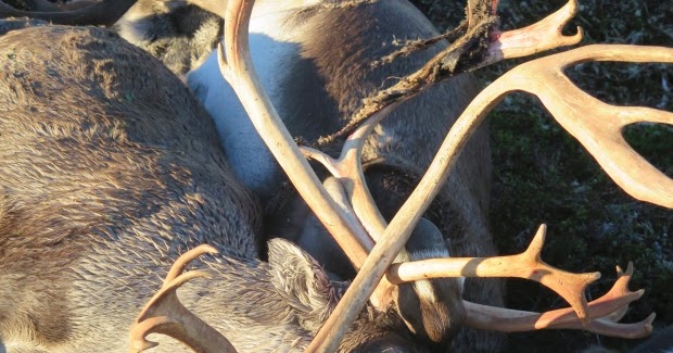 Mountain Mann Survival: Deadly lightning kills more than 300 reindeer ...