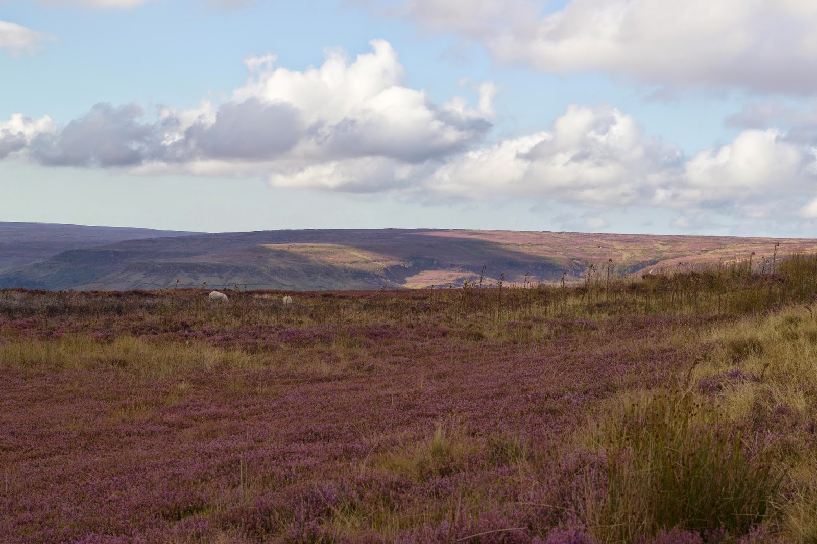 North Yorkshire Moor Heather Photos | Wheelingalong24