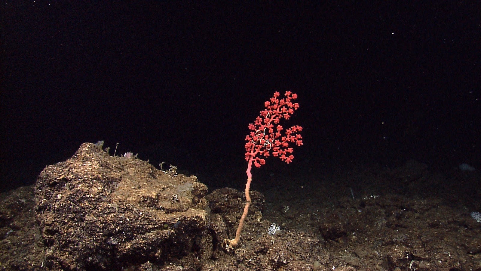 Real Monstrosities: 2018