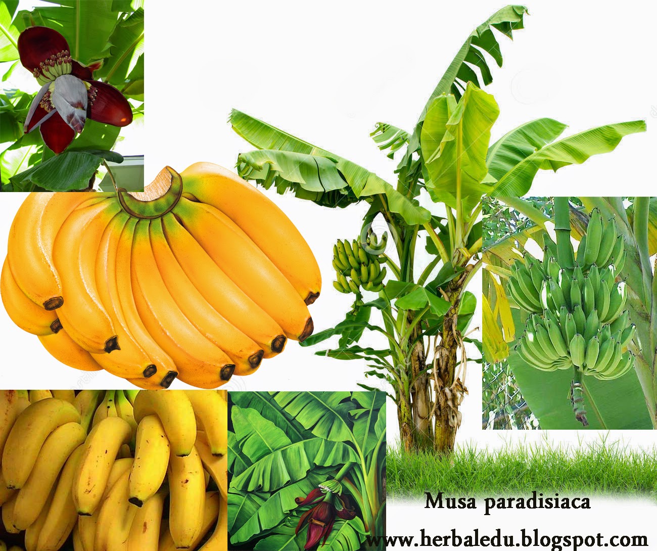 Musa paradisiaca - Kesel - කෙස‍ෙල් - Herbal Plants of Asia