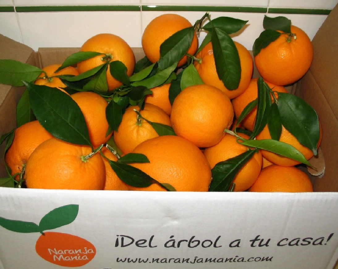 LA CUCHARA CURIOSA: NARANJAS: ¡DEL ÁRBOL A TU MESA!