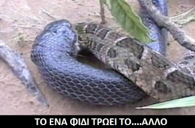 H.M.V: ΤΟ ΕΝΑ ΦΙΔΙ ΤΡΩΕΙ ΤΟ....ΑΛΛΟ