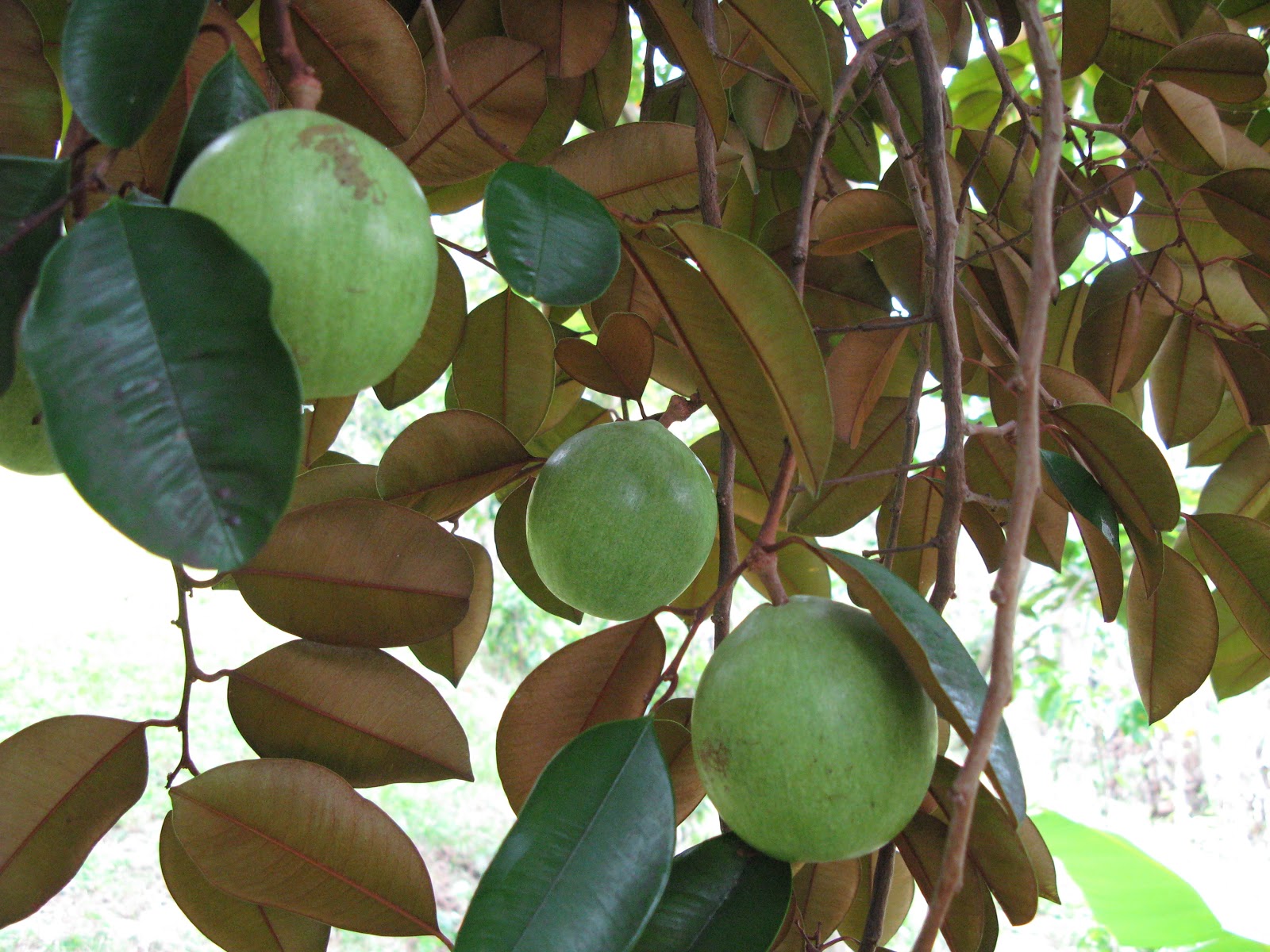 Caimito Fruit