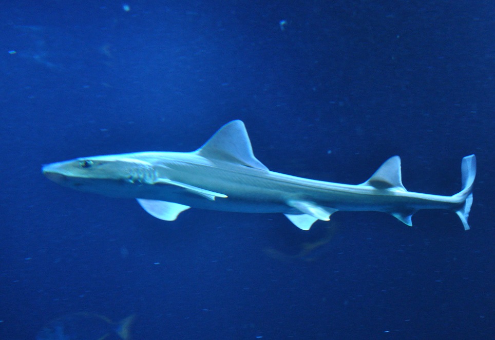 ZOOTOGRAFIANDO (6.100 ANIMALS): CAZÓN (Galeorhinus galeus)