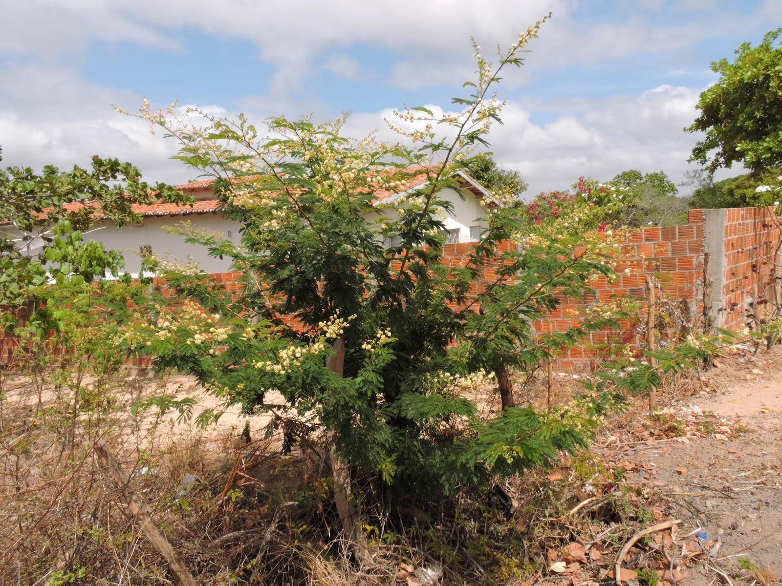 Fabaceae - Leguminosae no Brasil: Fabaceae - Senegalia polyphylla (DC ...