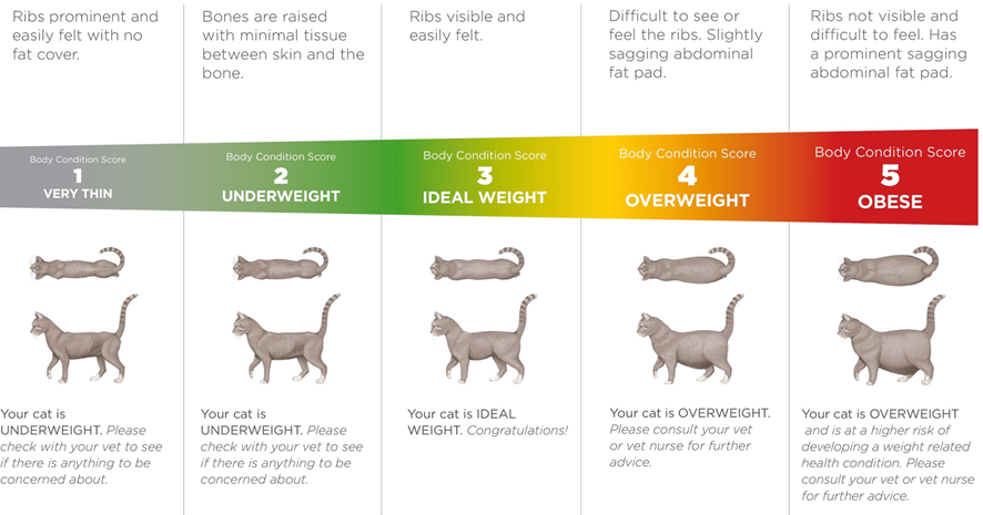 Obesitas Pada Kucing