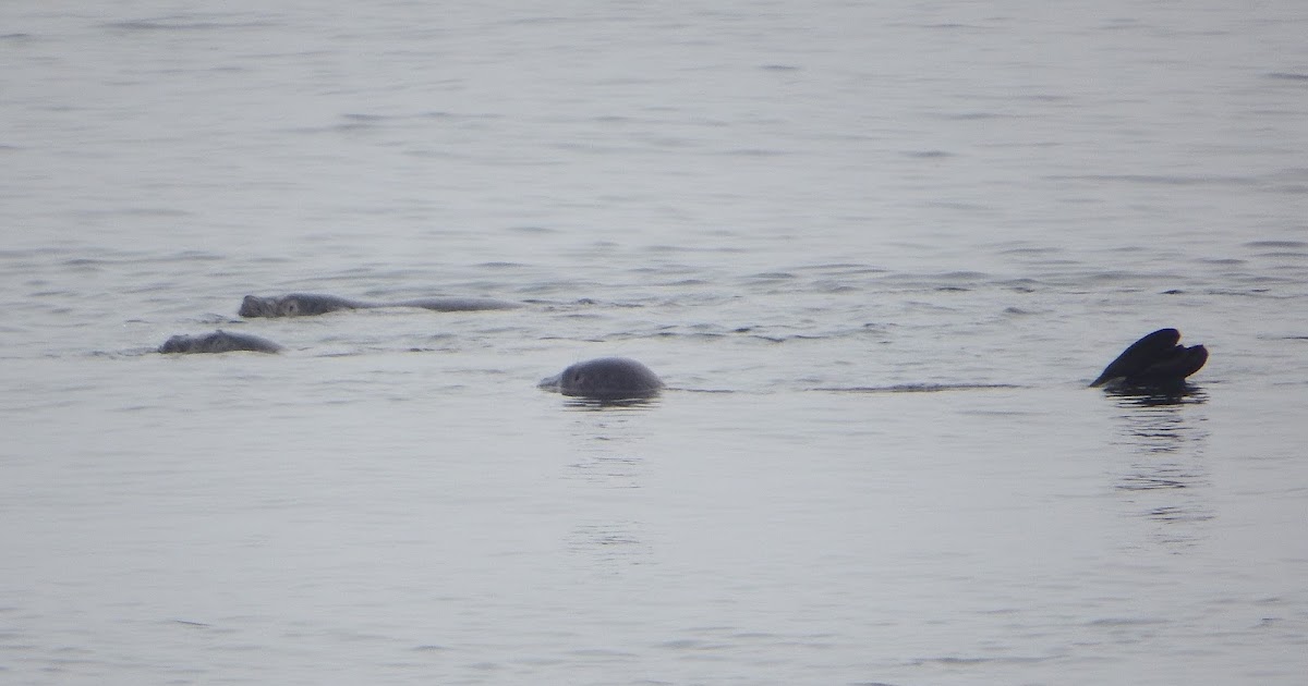 Buzz's Marine Life of Puget Sound: HARBOR SEALS STILL FEEDING OF ...