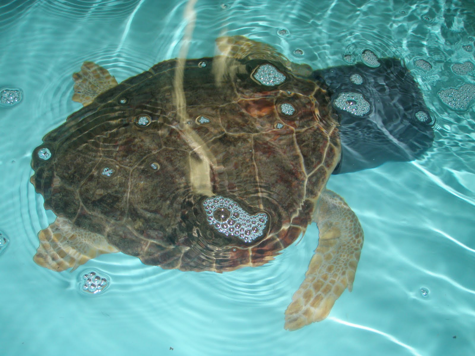Sea Turtle Hospital: Because sea turtles can't surf the internet...