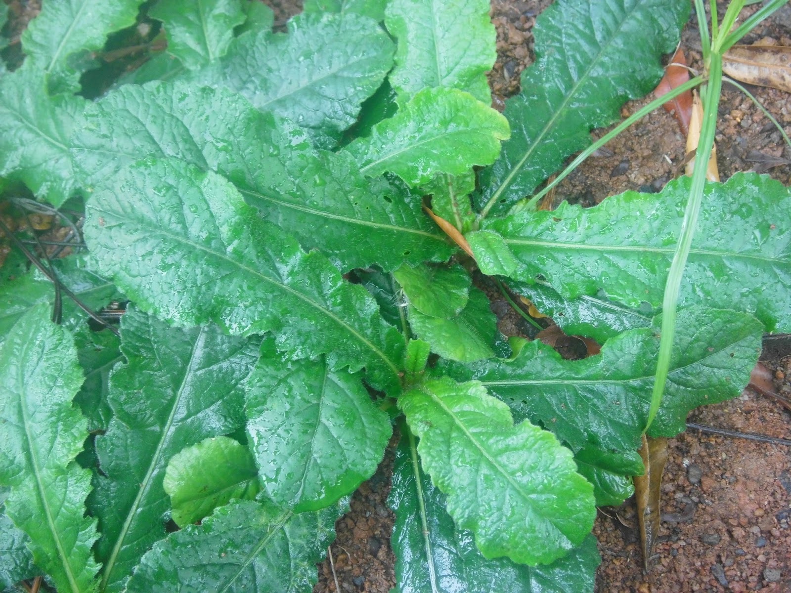 Tapak Liman (Elephantopus scaber) a Traditional Medicine