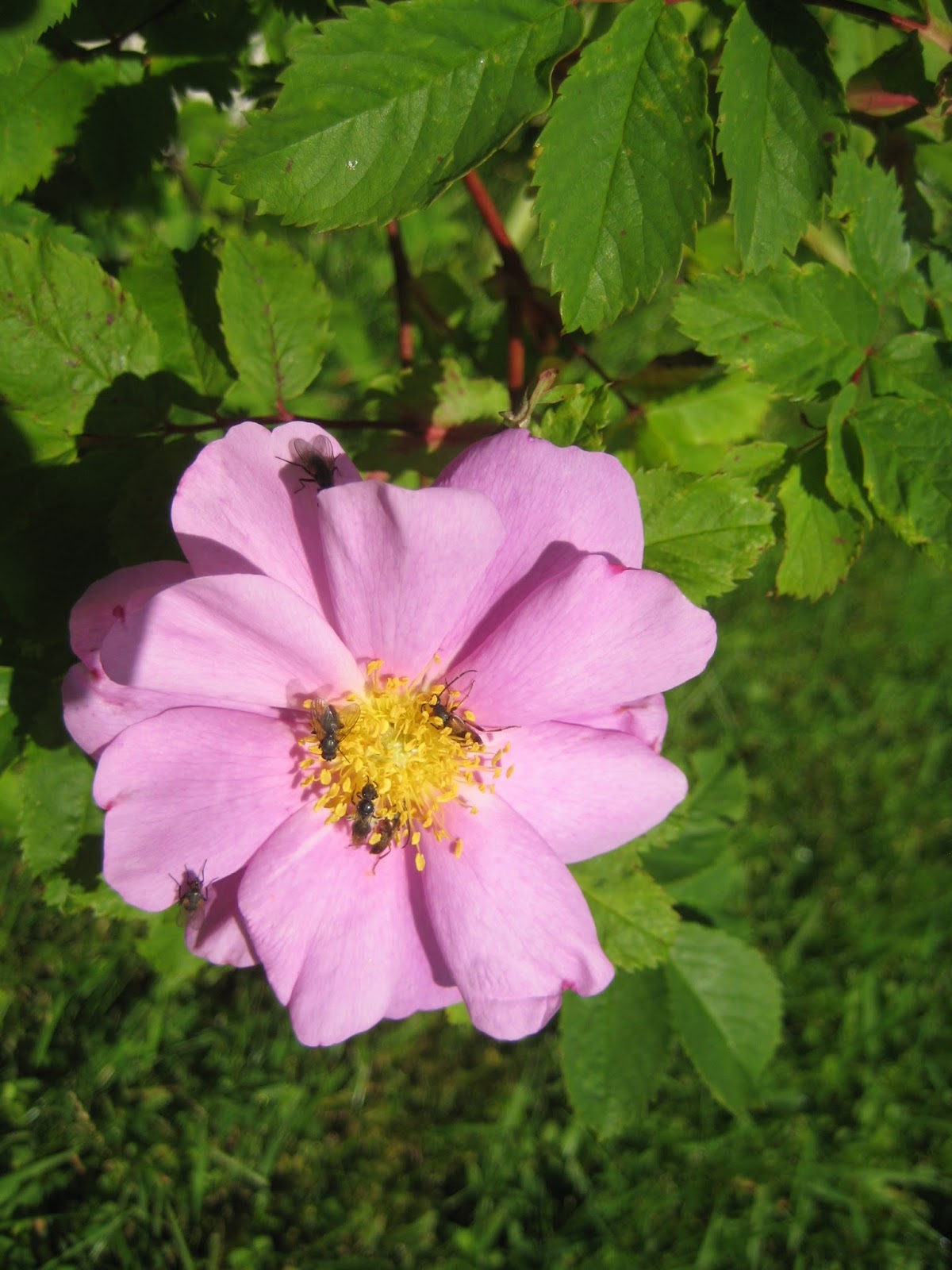 Metsätontun Ruusutarha: Ruusukuvia