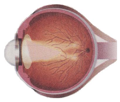 Cikgu Naza: [Science Form 2] Eye On Defects
