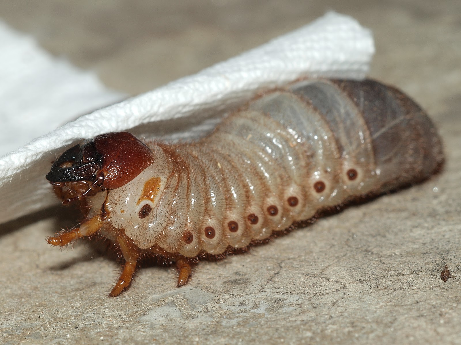 Red's Good Vs. Evil Cow Barn: Chow and Grub