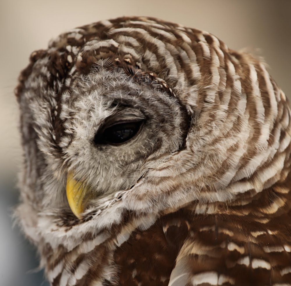 Nature remains.: Solace for the Night Owl