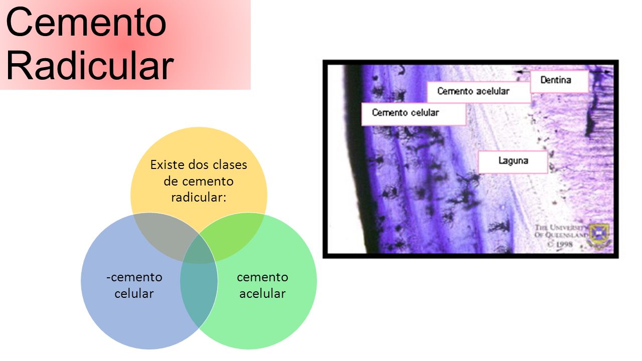 HISTOLOGIA DENTARIA