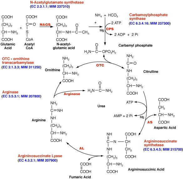 Pintar Pelajaran Pengertian, Tahapan Dan Proses Siklus Urea Pada Insan ...