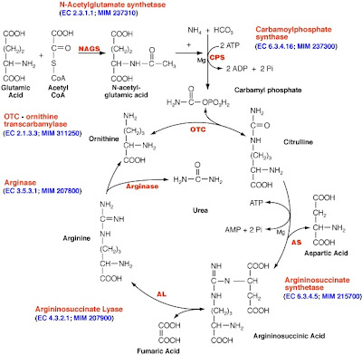 Pintar Pelajaran Pengertian, Tahapan Dan Proses Siklus Urea Pada Insan ...