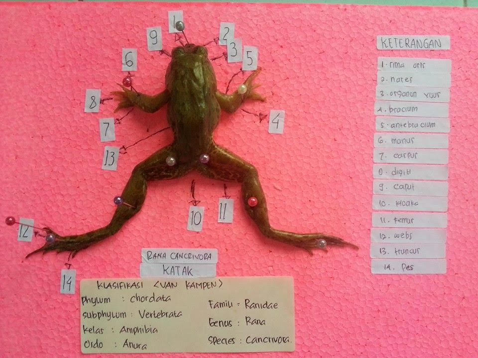 Welcome to My Blog Friends: Laporan Praktikum Struktur Hewan