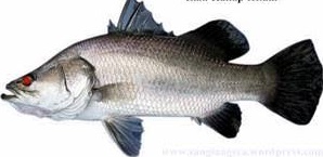 JENIS JENIS IKAN KAKAP - Fish Food Industri