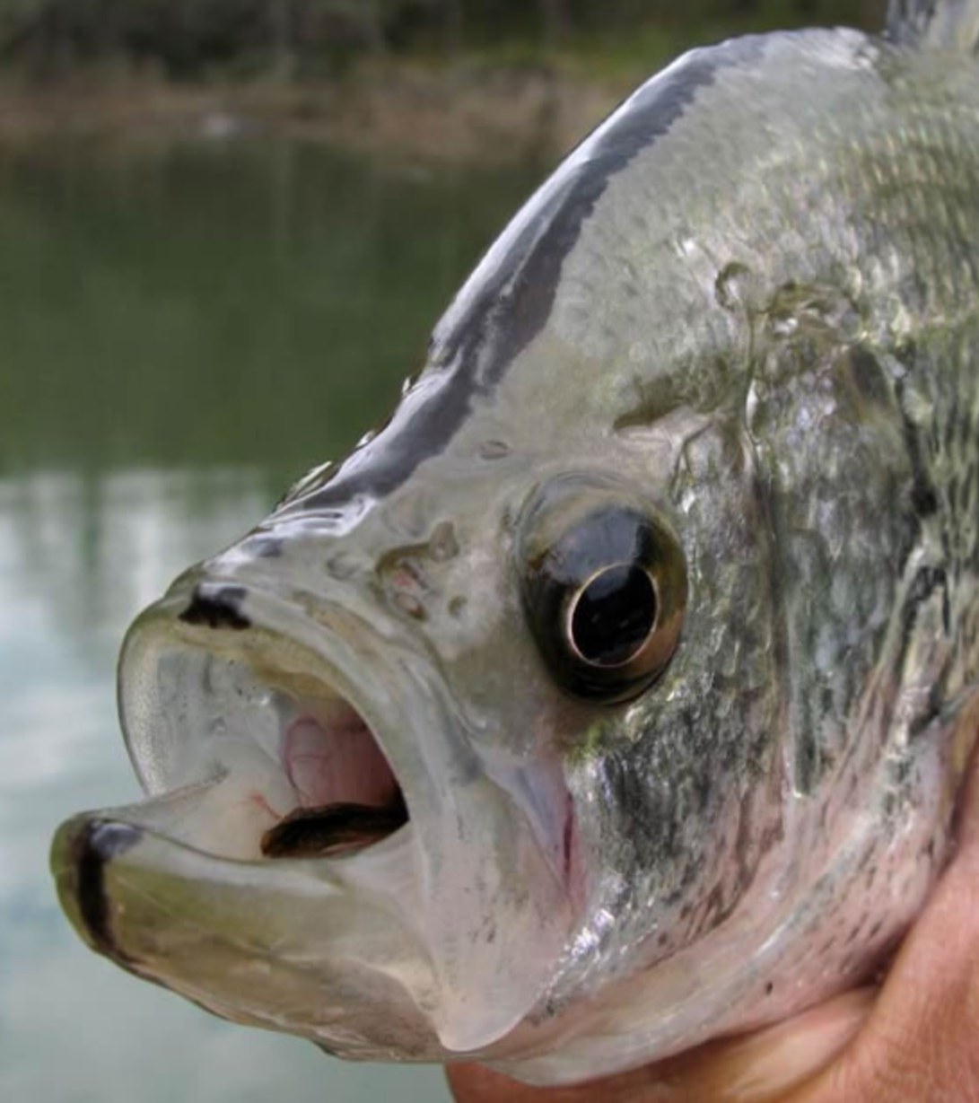 Virginia Tech Ichthyology Class : October 2016