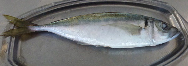 Griechenland erleben: Lesbos - Fischgenuss am Golf von Kalloni