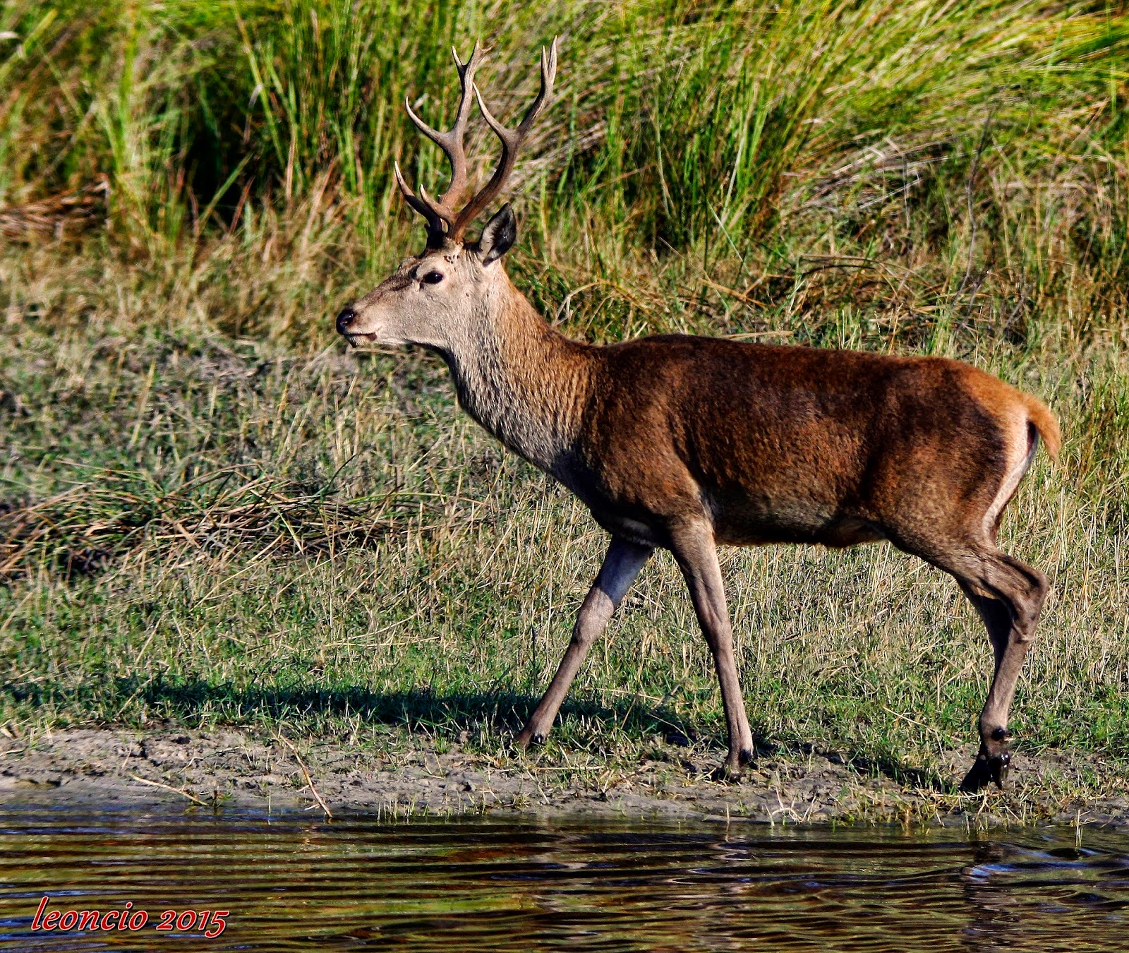 FOTOGRAFÍA Y NATURALEZA EN ANDALUCÍA: DIGISCOPING,CIERVO COMÚN ( cervus ...