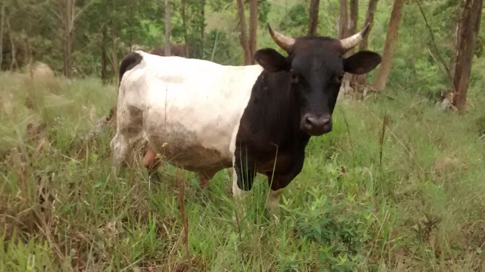 SÍTIO MORADA DAS AVES: Mini Touro Reprodutor