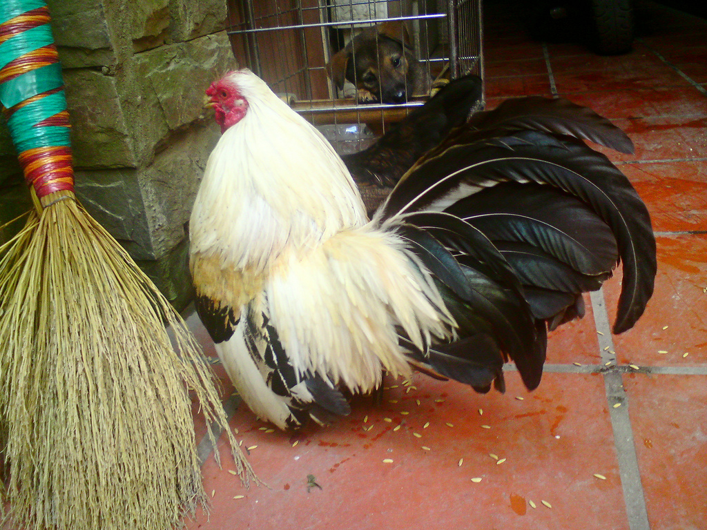 Những điều cần biết: Cách nuôi gà tre